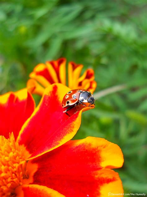 Anatis Ocellata By Wardenowl On Deviantart