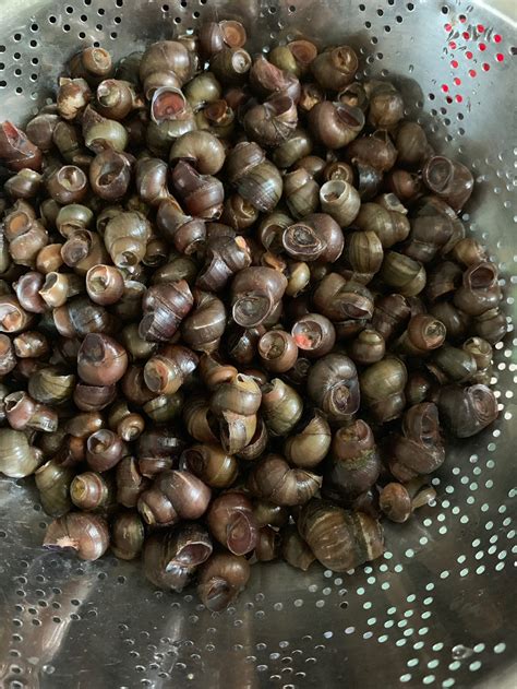 唆螺怎么做唆螺的做法豆果美食