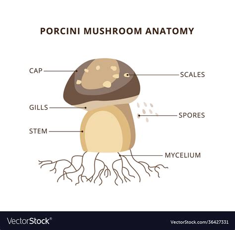 Mushroom Diagram