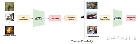 A Survey On Contrastive Self Supervised Learning 知乎