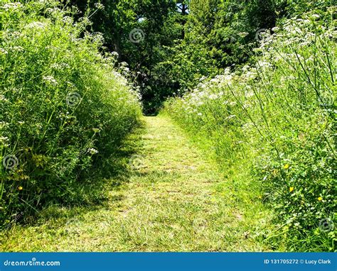 Grass Path Curve Stock Image 22896595