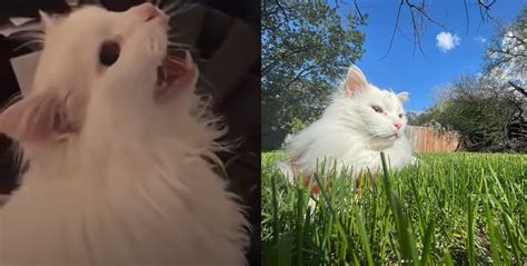 Muere Thurston Waffles El Gatito Maullador De Los Memes