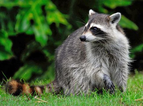 El Mapache De Cozumel Isla Pasion Weddings