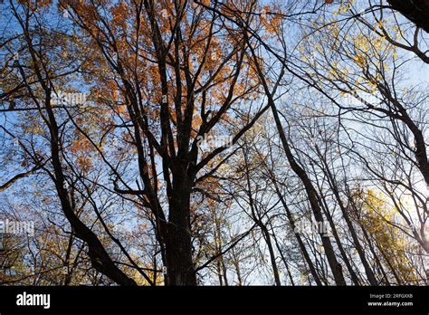 Deciduous Trees In The Autumn Season During Leaf Fall Mixed Forest