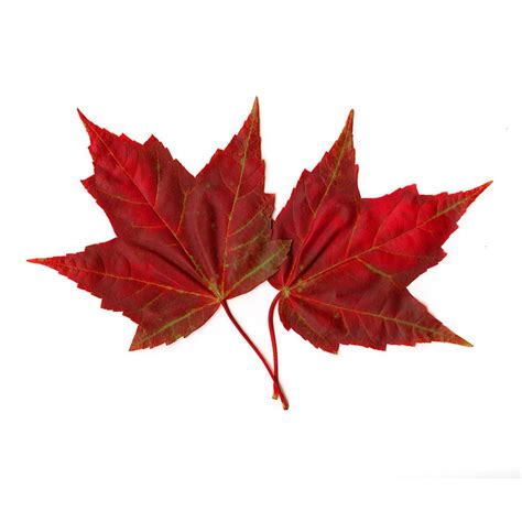 Organic Maple Extract