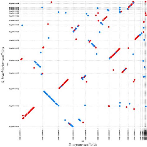 Genome Synteny Analysis Between S Brachiariae And S Oryzae Download