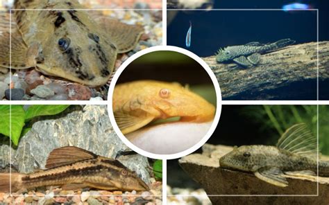 15 Types Of Plecos Popular And Rare Breeds