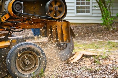 How Much To Rent A Stump Grinder Aardvark Tree Service