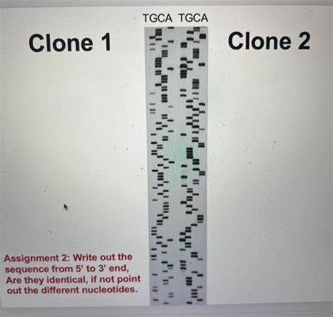 Solved Clone Clone Assignment Write Out The Sequence Chegg Com