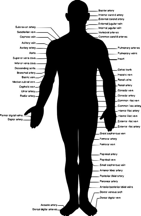 science human body pulse