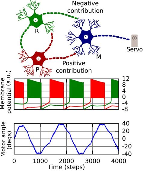 Central Pattern Generators For The Control Of Robotic Systems Deepai