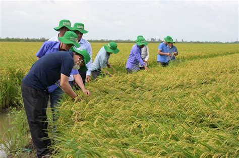 Exploring The Position Of Farmers In The Rice Value Chain