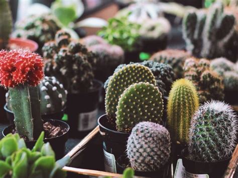 Tipos De Cactus Para Interiores Guía Completa