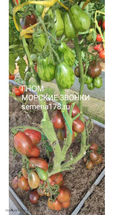 ГНОМ МОРСКИЕ ЗВОНКИ
