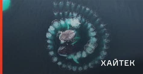 Посмотрите как горбатые киты образуют идеальную спираль Фибоначчи