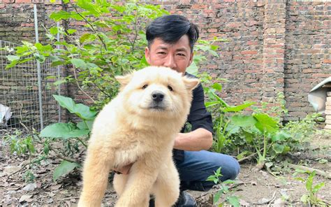 适合做伴侣犬的一条小土松它脸带笑容性格温顺而且很爱干净 冷风寻犬 冷风寻犬 哔哩哔哩视频
