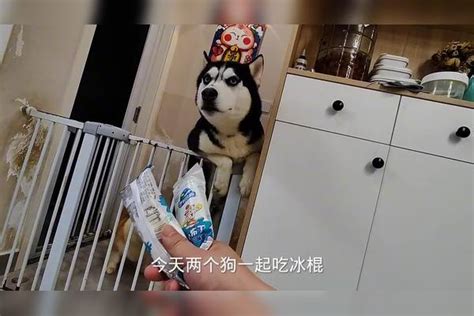哈士奇吃冰棍，冰棍棍子一起啃，可把主人吓坏了！