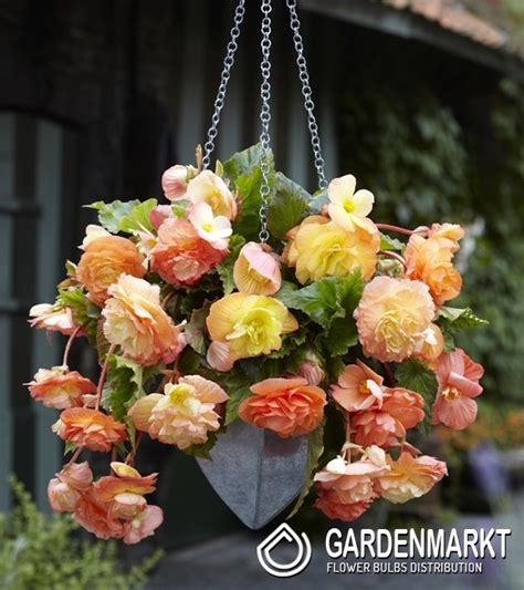 Begonia Splendide Ballerina 1 Szt Gardenmarkt Pl
