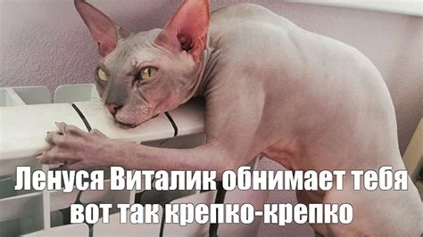 Создать мем кот сфинкс сфинкс лысый кошка сфинкс Картинки Meme