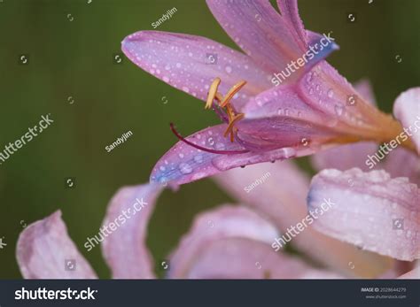 Raindrops On Purple Naked Lady Lily Stock Photo Shutterstock