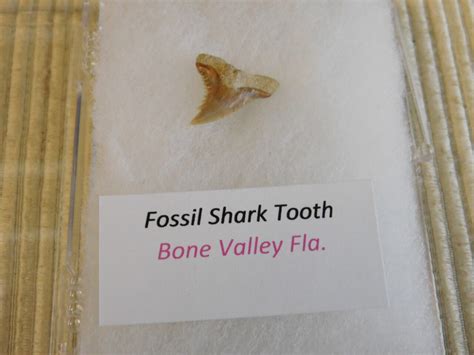 Fossil Shark Tooth Bone Valley Fl Fossils And Artifacts For Sale Paleo Enterprises