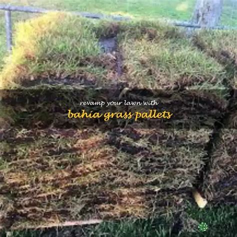 Revamp Your Lawn With Bahia Grass Pallets Shuncy