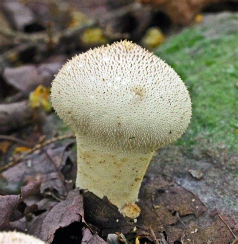 Common Puffball Lycoperdon Perlatum In Ontario