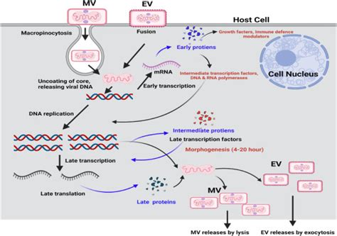Monkeypox Virus Structure Morphology Classification Cycle