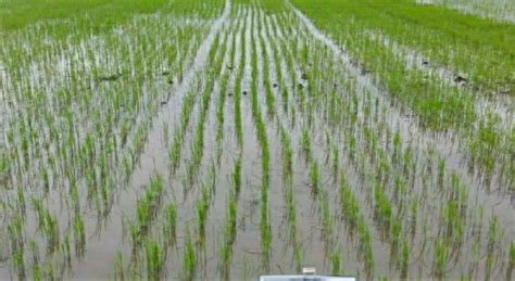 ပေါင်းတည်မြို့နယ်၌ မိုးစပါးစိုက်ပျိုးရန် ၇၃၅၁၄ ဧက လျာထား Information