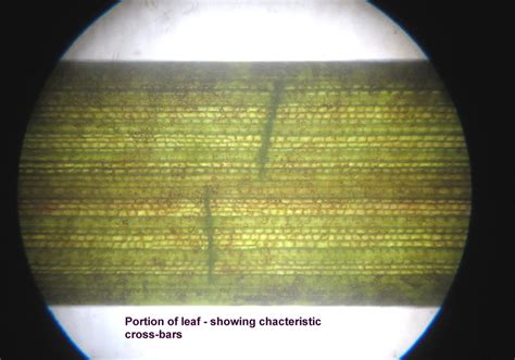 Cape Dwarf Eelgrass Zostera Capensis Botanical Realm