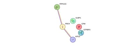 Cpm Gene Genecards Cbpm Protein Cbpm Antibody