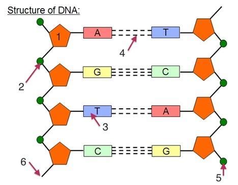 Solved The Graphic Below Illustrates The Dna Molecule Match Chegg
