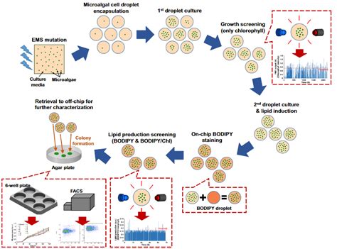 Microalgae Biofuel