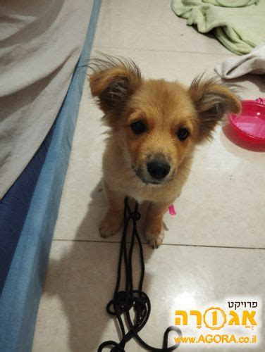 תמונה של כלב למסירה בחינם מודעה 2837884