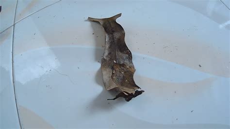 Waste Detection 2 Object Detection Dataset By Waste Detection Waste Detection 2 Object Detection Dataset By Waste Detection