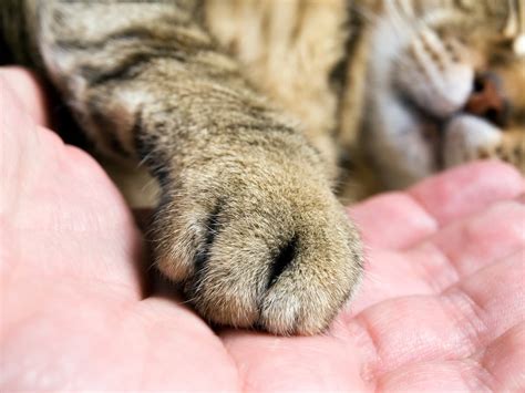 Do Cats Have Whiskers On Their Legs Heres The Answer