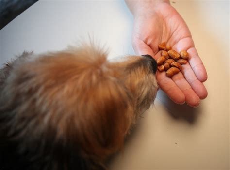 Can Dogs Eat Peanut Shells Vet Reviewed Facts To Know Hepper