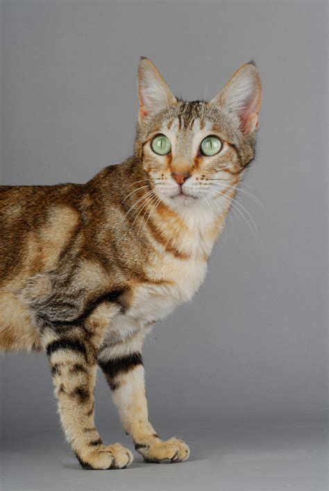 Meet The Sokoke The Rarest Cat Breed In The World