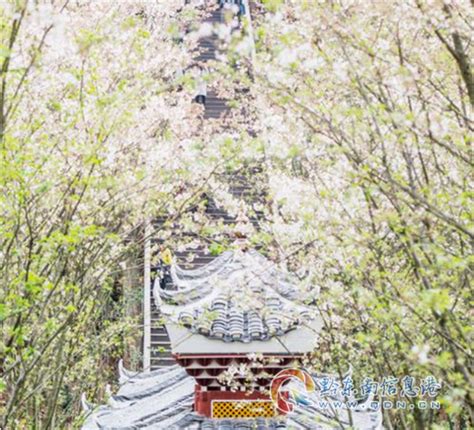 凯里又是一年赏花季相约白午樱花园 黔东南县市新闻 凯里经济开发区 黔东南信息港