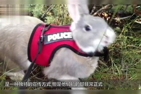 老外真会玩，弄了一只兔子当警察，小偷看见都笑了？ 真会 兔子 小偷