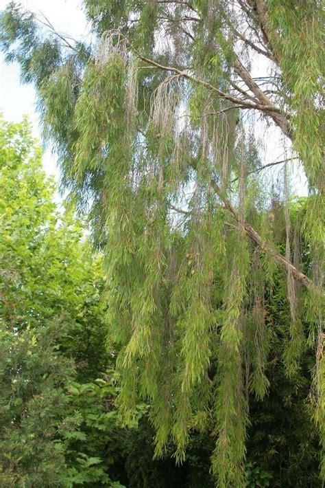 30 Seeds Melaleuca Leucadendra Weeping Paperbark Plant Ggvm5