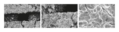 sem morphological analysis performed after immersion in sbf at