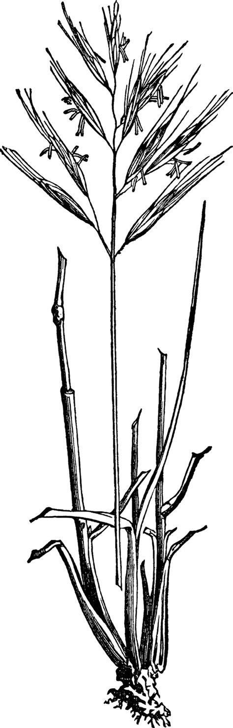 Meadow Oat Grass Vintage Illustration 13553119 Vector Art At Vecteezy