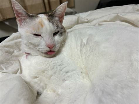 舌をしまい忘れる猫 母の仮面を被ったおっさん
