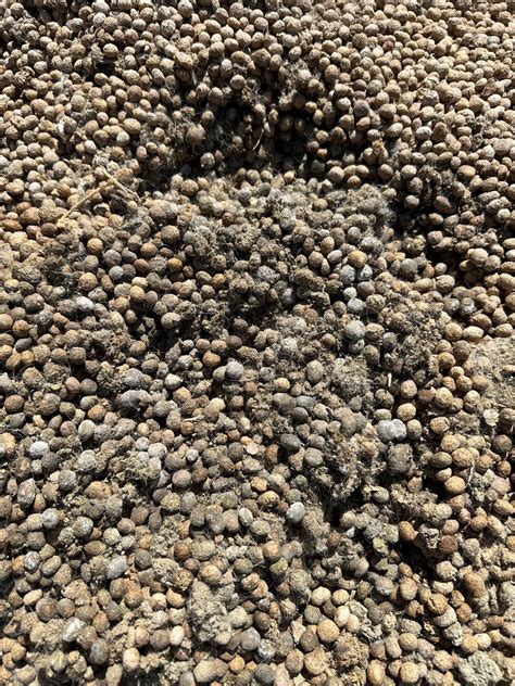 Dry Rabbit Manure Organic Fertilizer 20 Pound Box Etsy