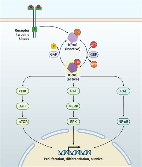 Ras Signaling