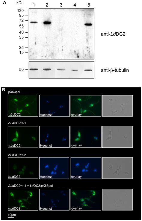 Western blot and immunofluorescence analyzes of ΔLdDC2n p null