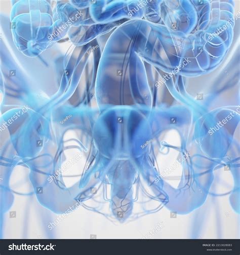 D Rendered Medical Illustration Pelvis Anatomy Stock Illustration Shutterstock
