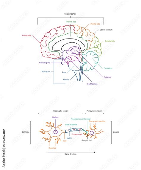 Neuron Anatomy Axons Dendrites Cell Body Myelin And Synaptic Cleft