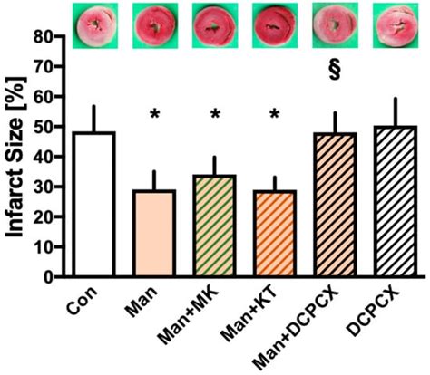 Mediation Of The Cardioprotective Effects Of Mannitol Discovered With